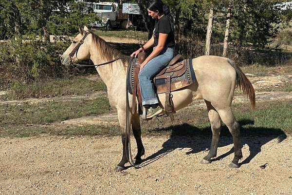 Nice Buckskin Quarter Horse Gentle Broke to Ride - Sandy