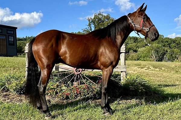 Itpa Standardbred Pony Gelding