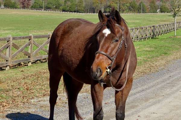 2020 OTTB Gelding