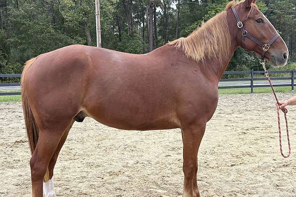 Gentle Gaited Gelding
