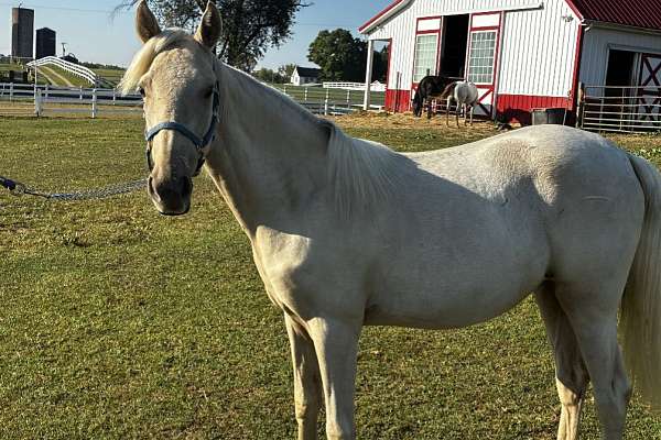 Filly for Sale