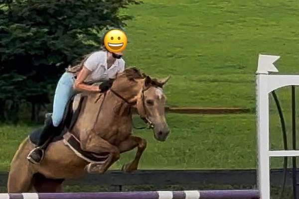 Jumper Pony for Sale!