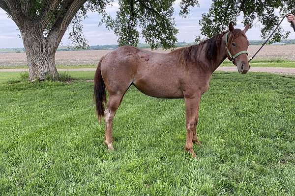 2 Yr AQHA Filly