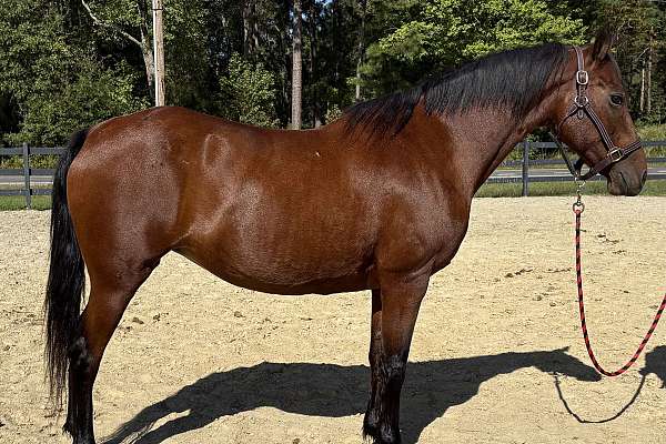 Bay Morgan Mare