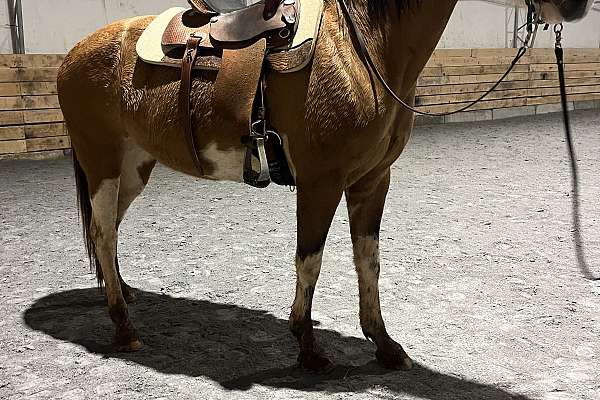 Registered Gaited Paint Mare