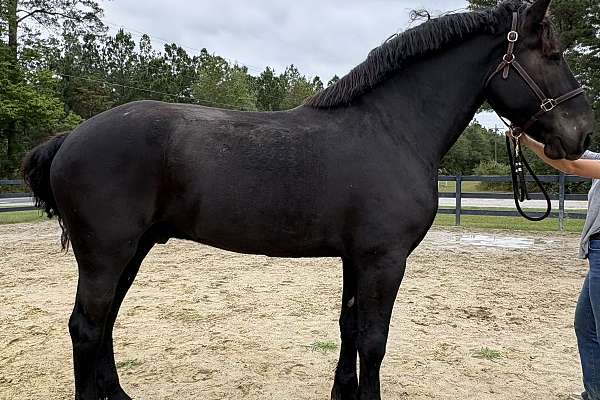 Big Percheron Gelding