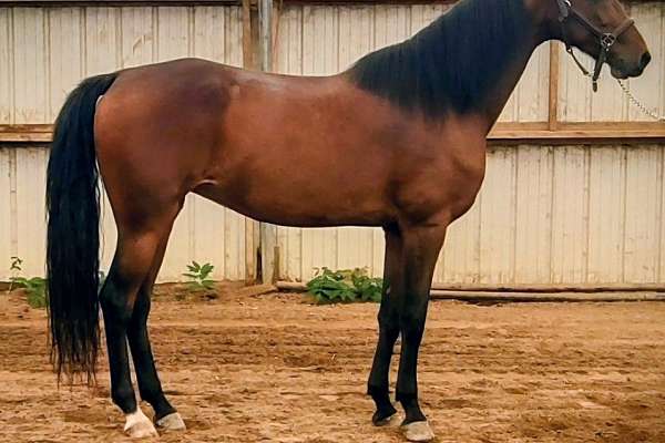 Warmblood Mare..