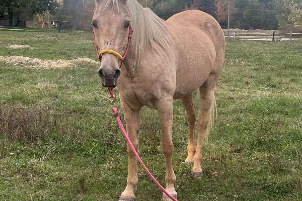 Saddlebred Cross Mare ( 18 Years Old, Trail Horse)