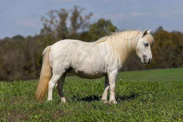 Elsa *Beautiful White Mare Pony, Sweet & Gentle