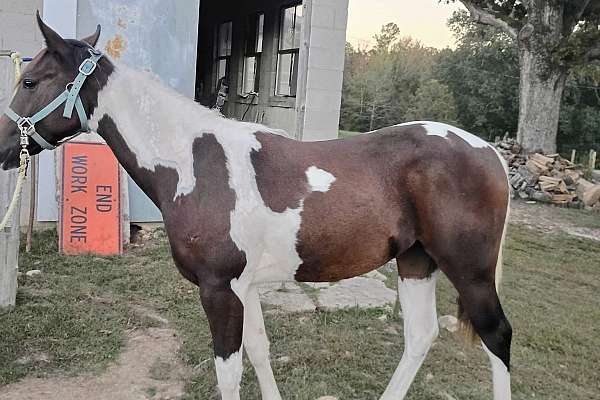 Horse for Sale: Paint Filly