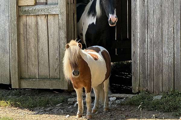 9hh Paint Pony – Perfect Christmas Present for the Kids!