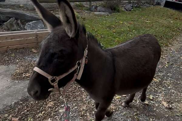 Best Little Mini Donk!