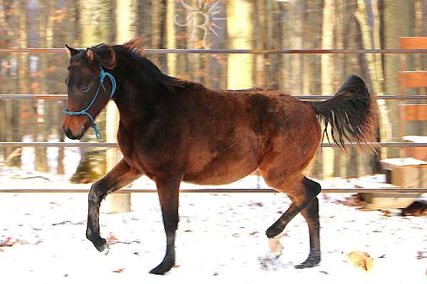 Gorgeous Full Morgan Gaited Yearling Colt