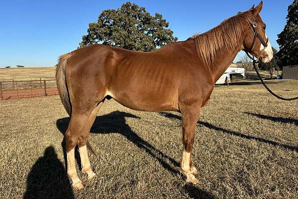 Beginner Broke Gelding