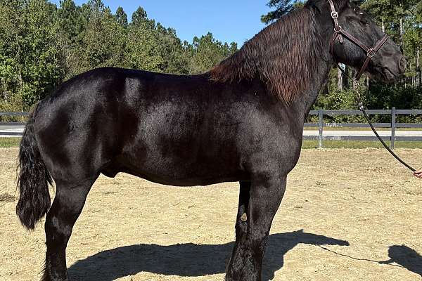 Gentle Percheron Gelding