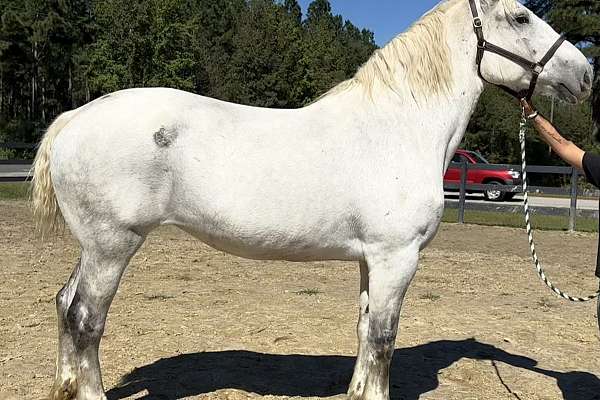 Grey Percheron Mare