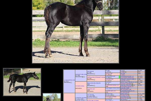 Registered Percheron Cross Filly