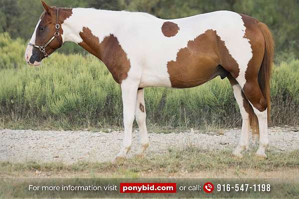 Pablo - Ranch Pony Deluxe 5 Yr Old Red & White Paint Pony Gelding!
