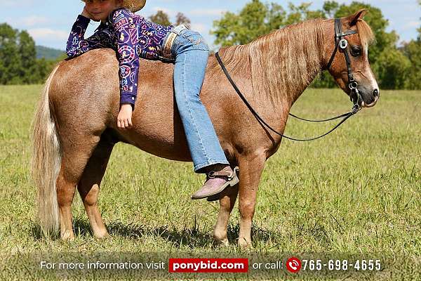Prince - Sweet and Dependable 5 Yr Old Red Roan Pony Gelding!