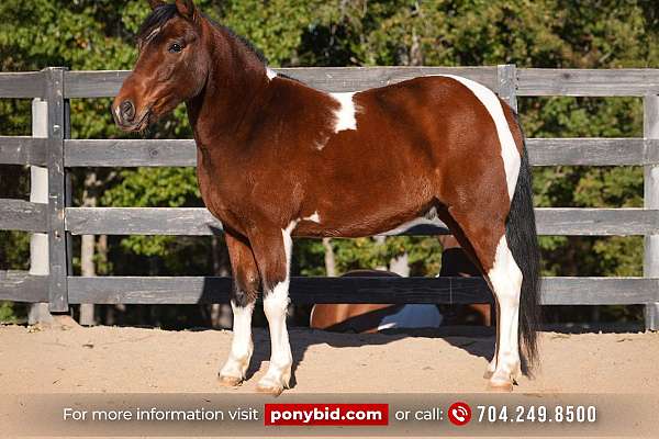Mouse - Extremely Reliable & Talented 5 Yr Old Paint Pony Gelding!