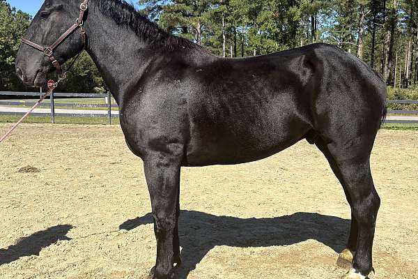 Black Percheron Gelding