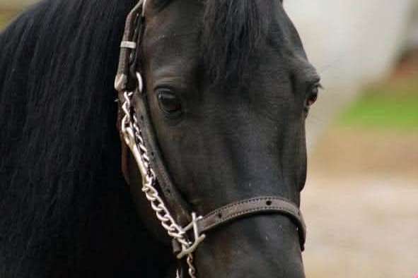 Heart of Gold Pony Alert