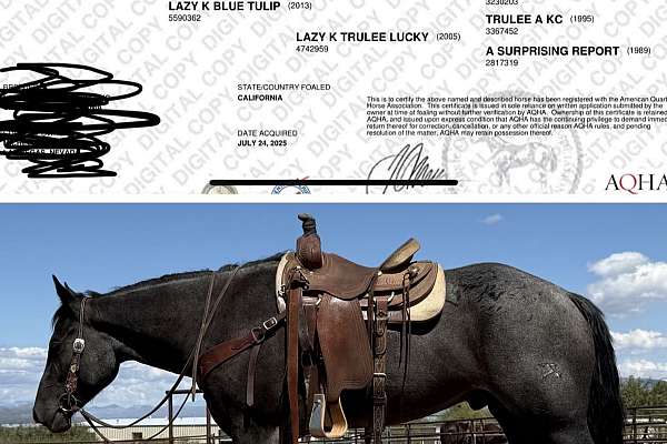 AQHA Gelding