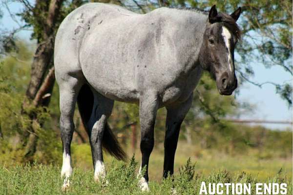 True Blue Roan, Family Safe, Ranch, Rope, Trail Horse, Online Auction!