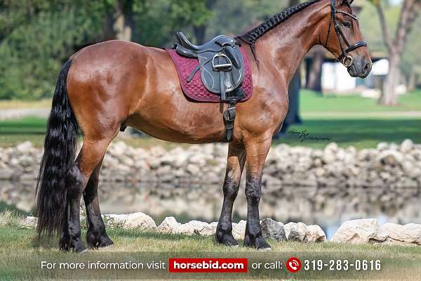 Donald - the Definition of Elegance 4 yo Bay Friesian Sporthorse Gelding!