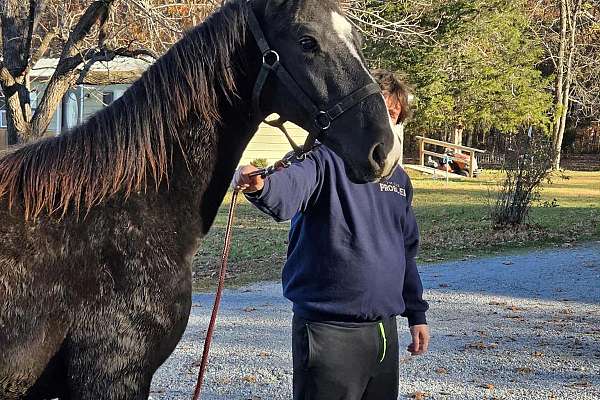 Dutch Harness Horse