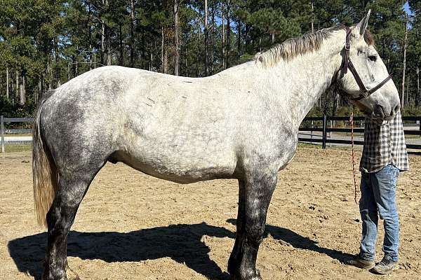 Grey Percheron Gelding