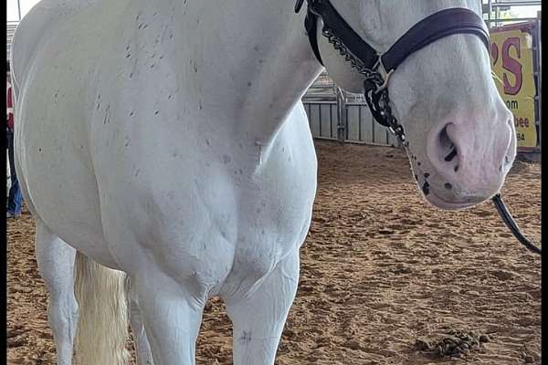 Beginner-Safe AQHA/APHA All-Around Mare