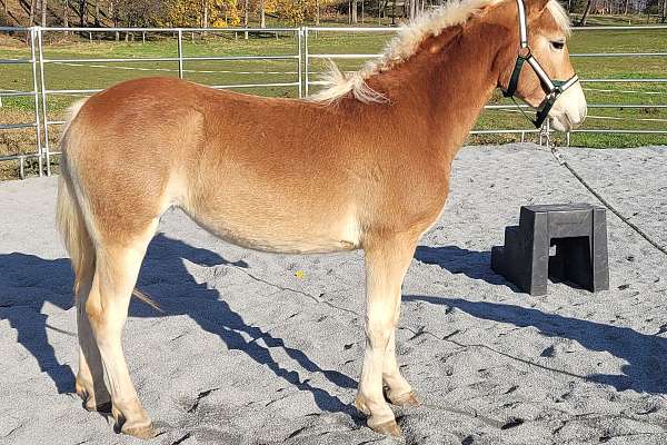 Cute Gentle Haflinger Baby