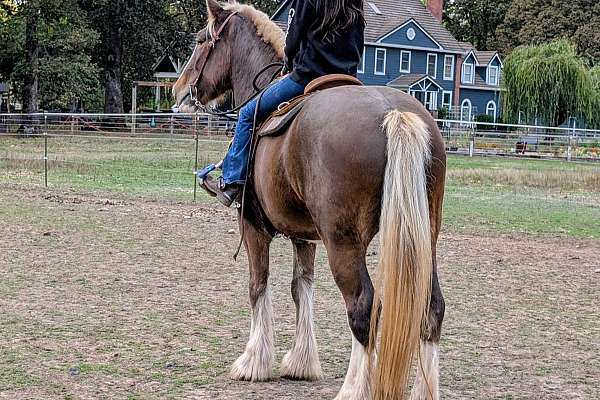 Introducing “Hytime Phoenix of Sutter Creek” – the Ultimate Gentle Giant