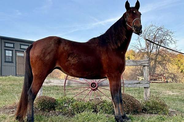 Molly - Tennessee Walking Horse Mare for Any Rider