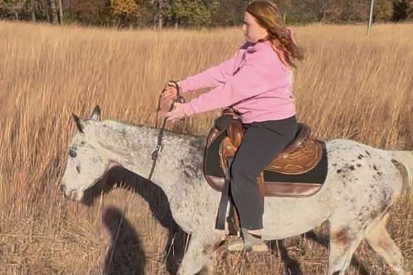 Toddler Friendly Gelding