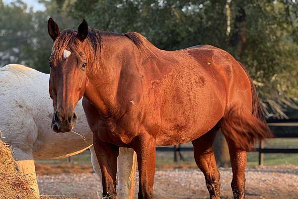 Big Bay Project Mare