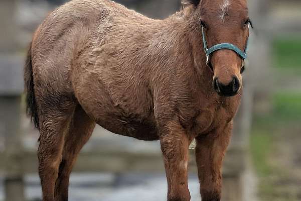 Weanling Roan AQHA Filly