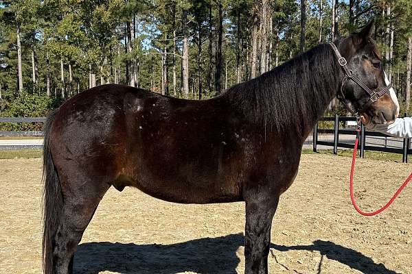 Black Gaited Gelding