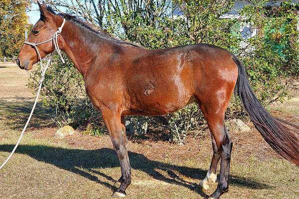 Jim Dandy in a Bay, Reg TWH Gelding