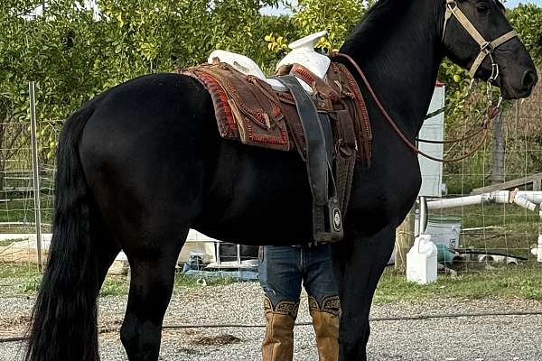 Warlander Stallion