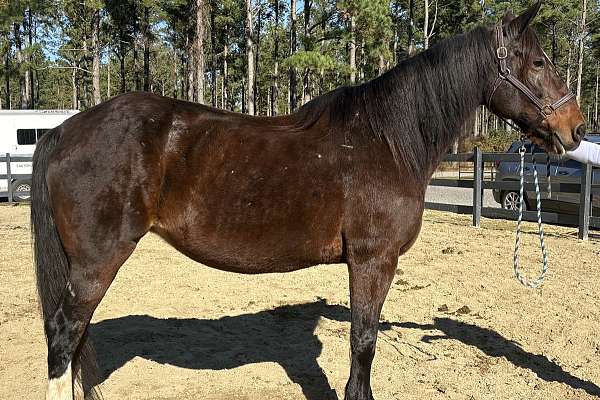 Bombproof Draft Cross Mare