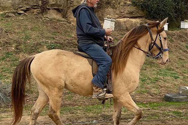 15.1 Rare Champagne Grulla Colt