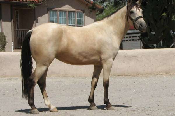 "Jeannie"4yr 13.1 Hand Reg'd Quarter Pony Buckskin Mare Fancy & Gentle