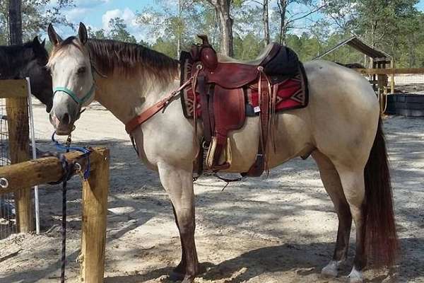Kings Tuff Buck - AQHA Buckskin Gelding