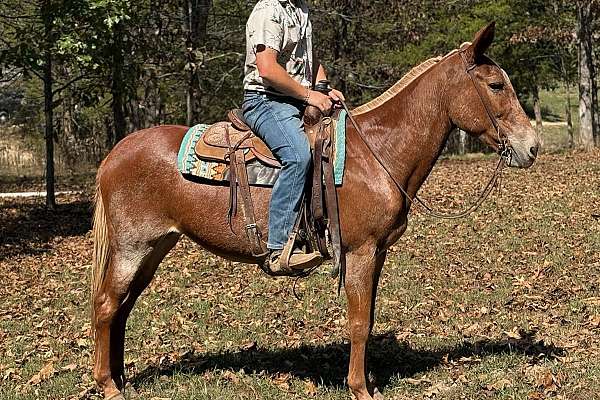 Nice Molly Mule Gentle Broke to Ride - Melva