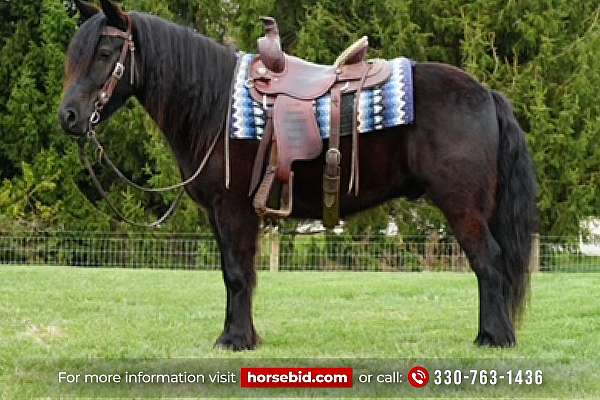 Costello - Extremely Calm & Gentle 4 Yr Old Black Fell Pony Gelding!