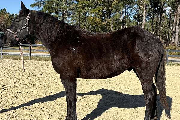 Percheron QH Cross