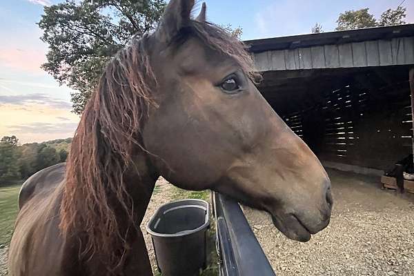 Advanced Beginner Gelding