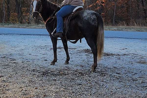 9yr Old Appy Mare Possibly Bred to Friesian Stallion
